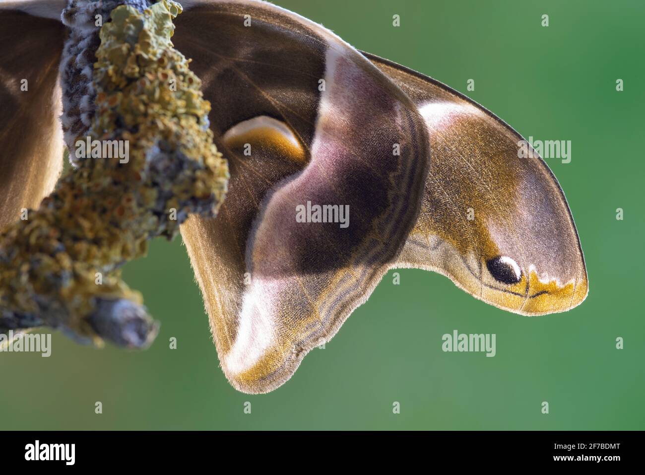 Eri Silkmoth, Samia Ricini, Detail Wings Stock Photo - Alamy