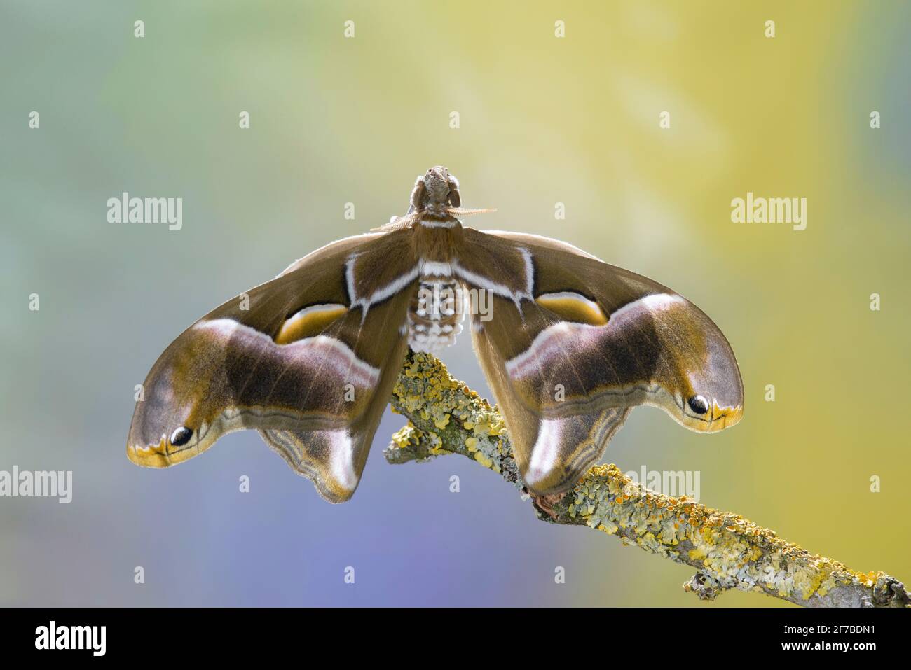 Eri Silkmoth, Samia Ricini, Open Wings Stock Photo - Alamy