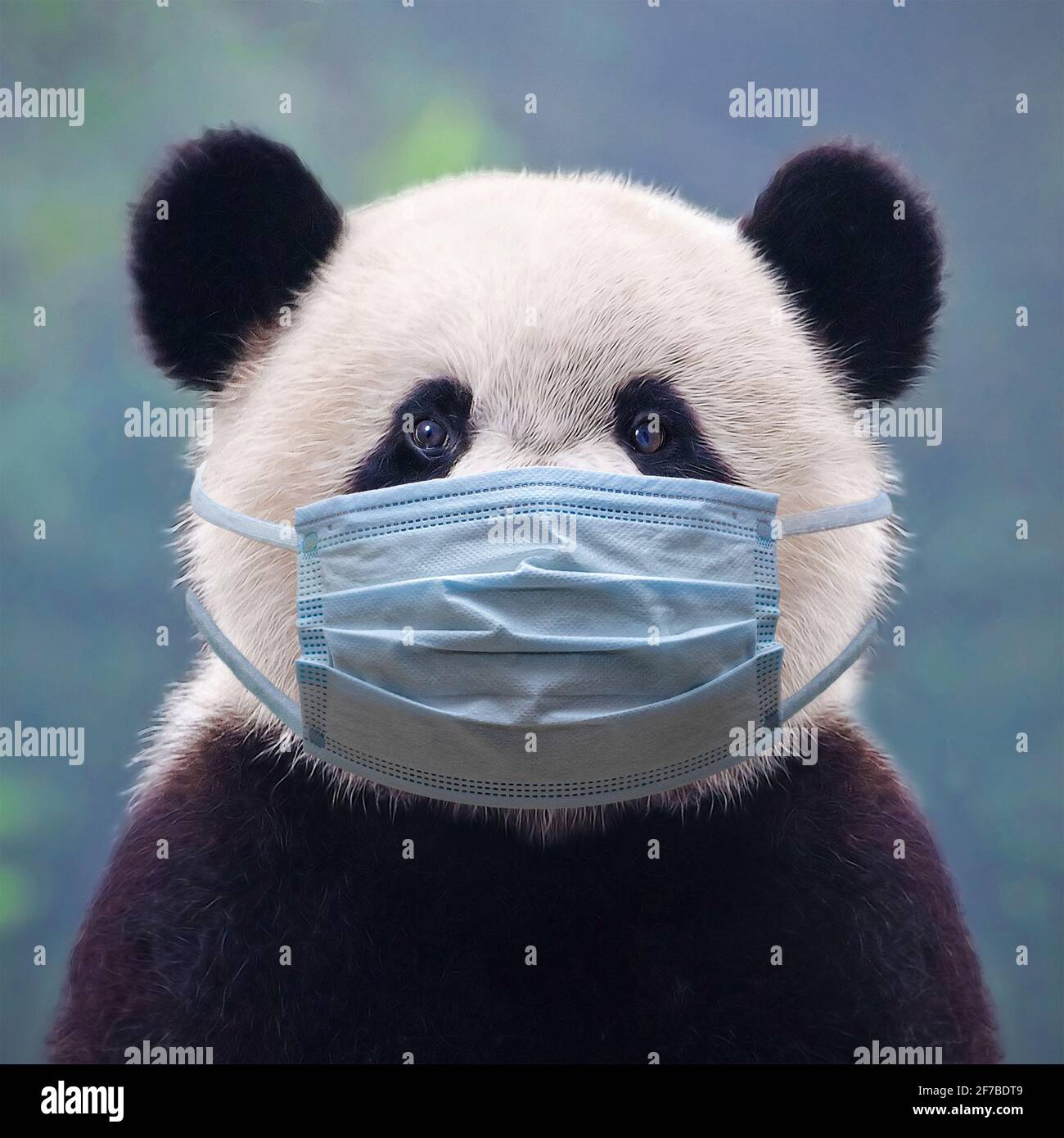 Close up of giant panda face hi-res stock photography and images - Alamy