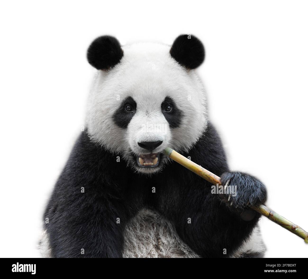 Closeup of giant panda bear isolated on white background Stock Photo ...