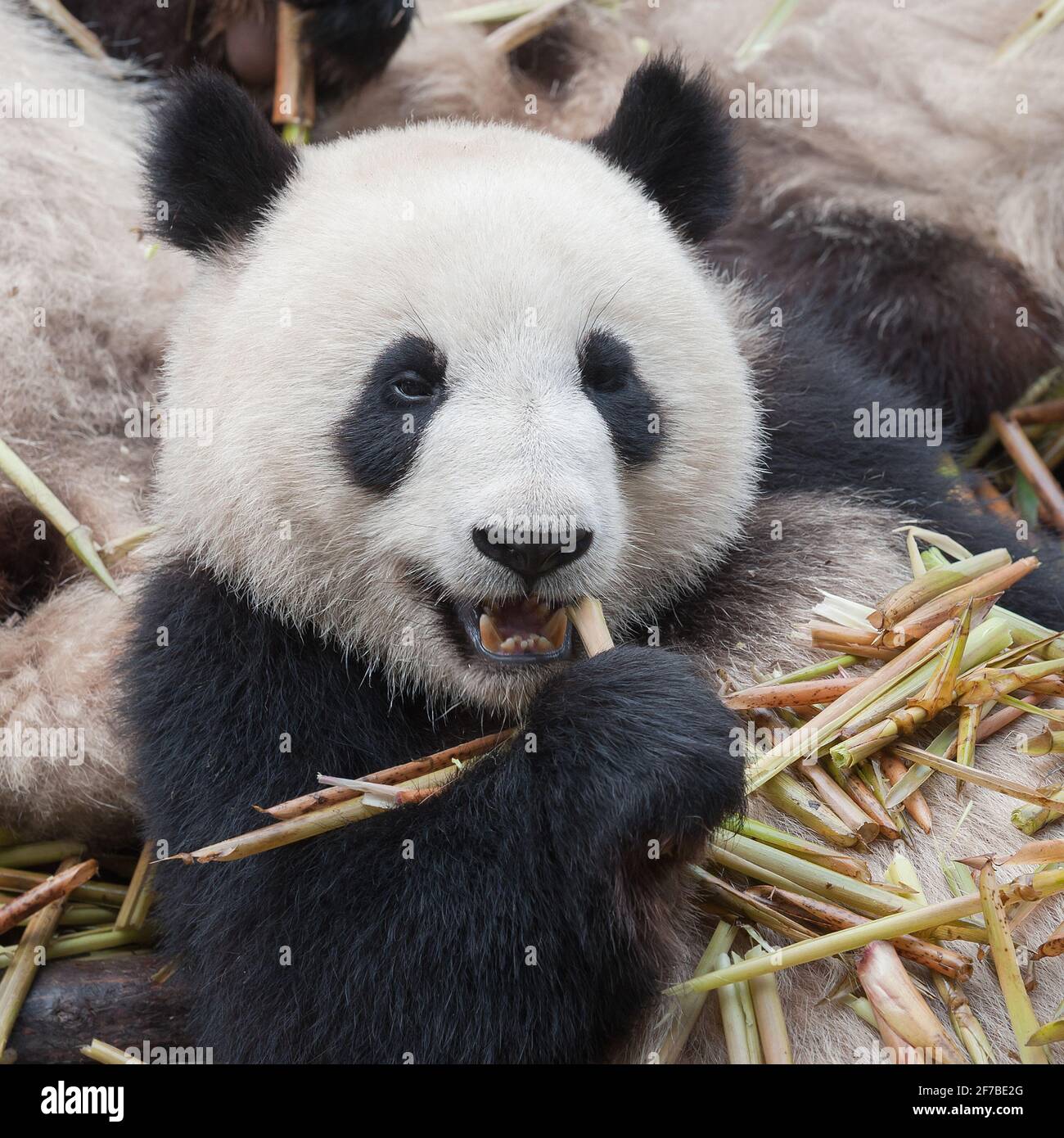 Giant panda bear eating bamboo in forest Stock Photo - Alamy