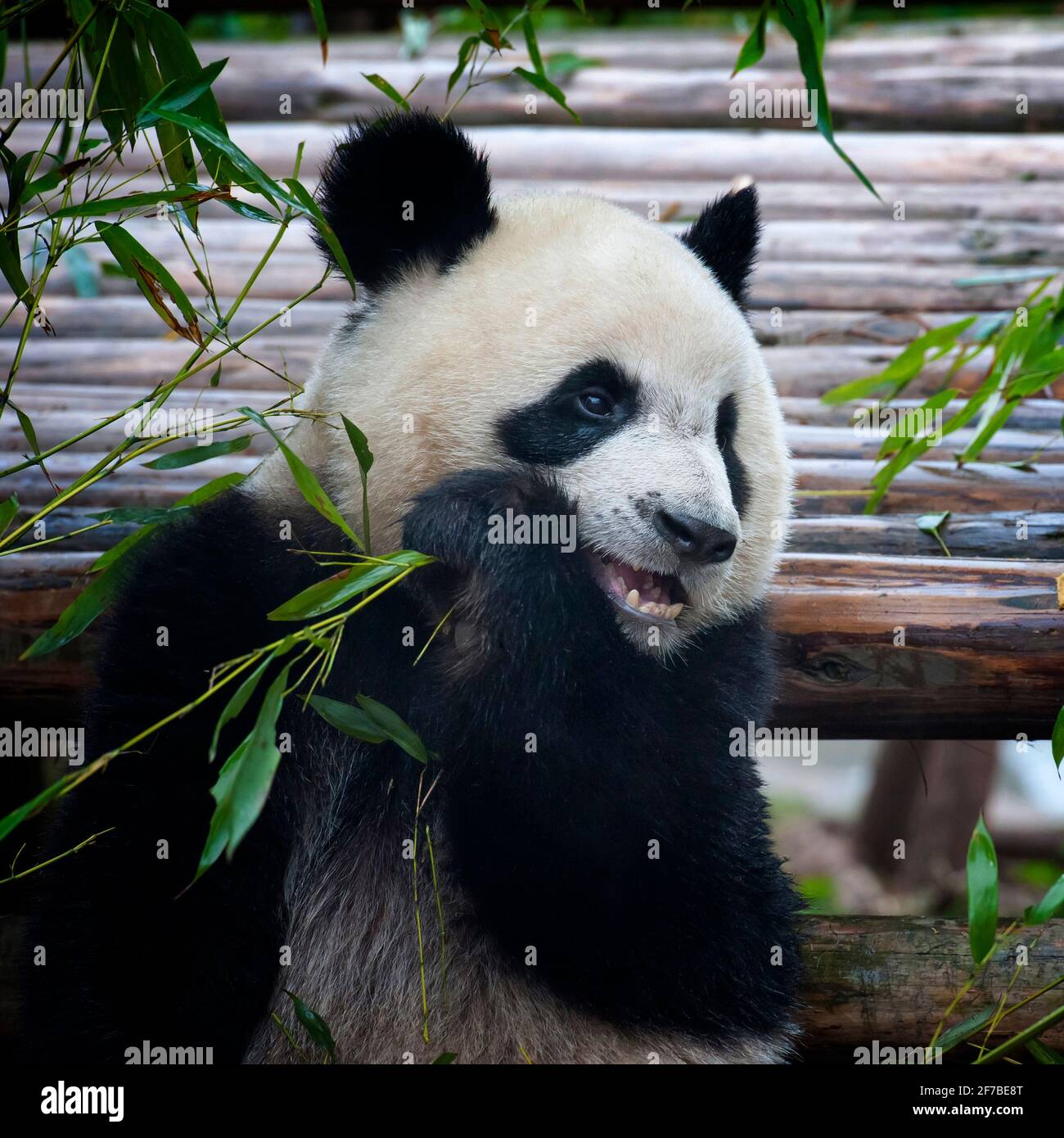 Giant panda bear eating bamboo Stock Photo - Alamy