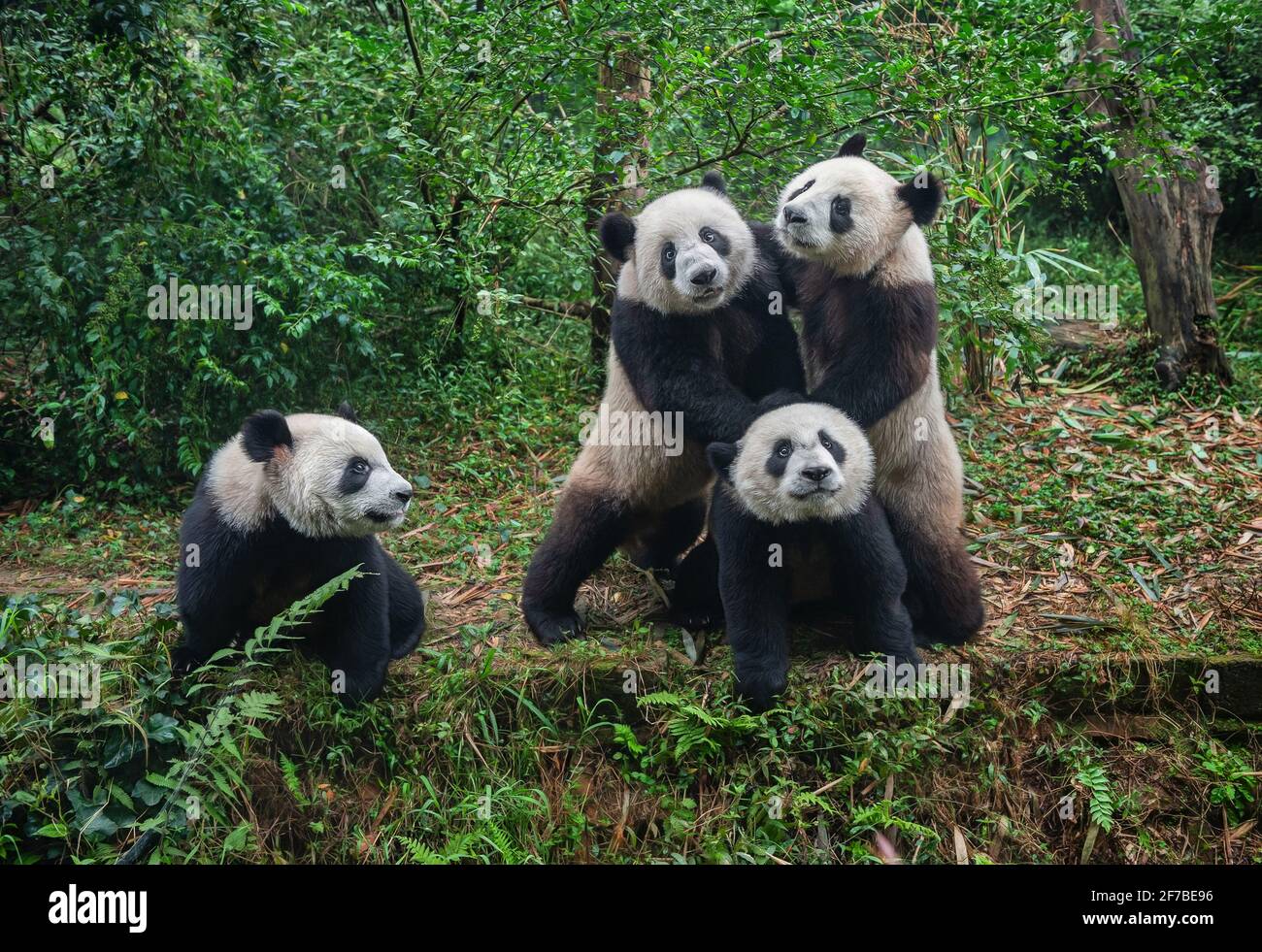 Lovely giant panda bears hi-res stock photography and images - Alamy