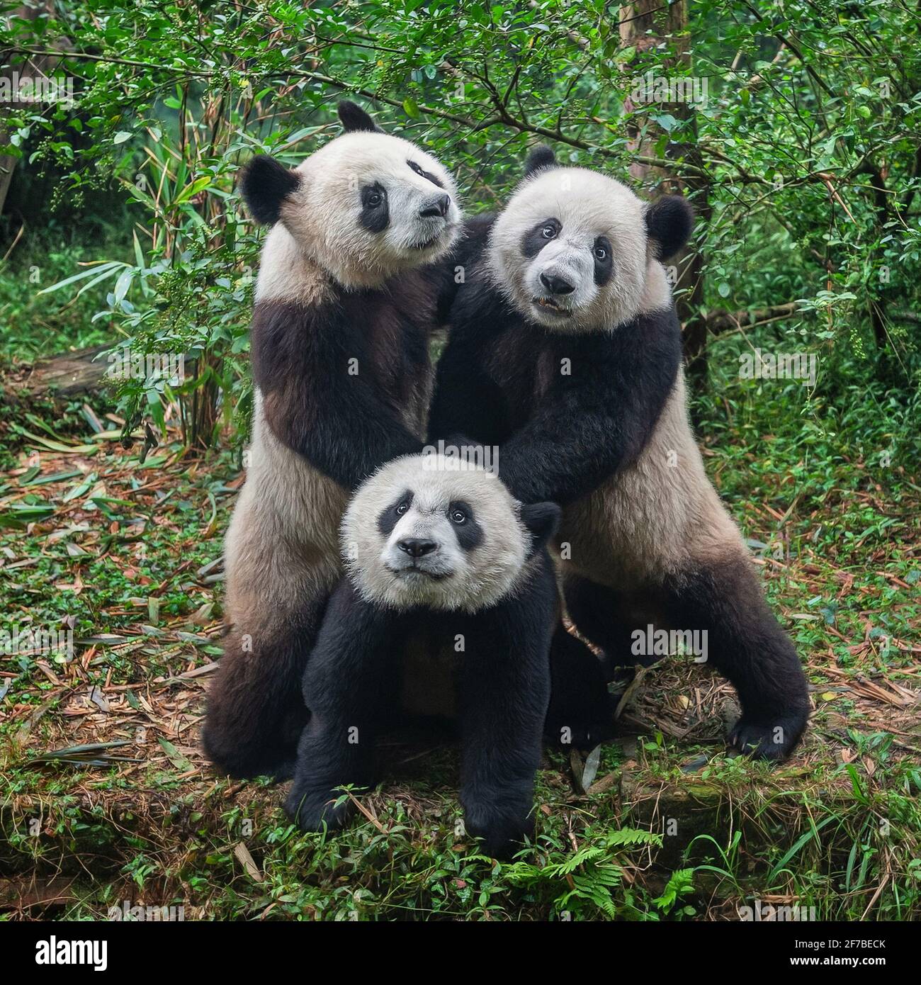 Lovely giant panda bears posing together Stock Photo - Alamy
