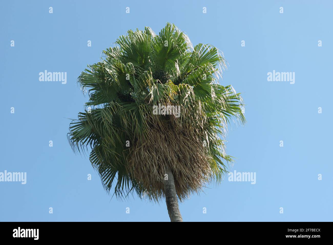 Gorgeous palm plant hi-res stock photography and images - Alamy