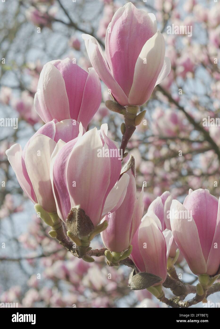 Ornamental magnolia tree hi-res stock photography and images - Alamy