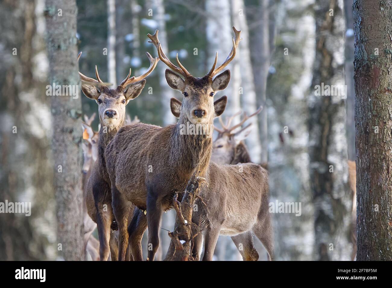 Red deer in winter forest looking to camera. wildlife, Protection of ...
