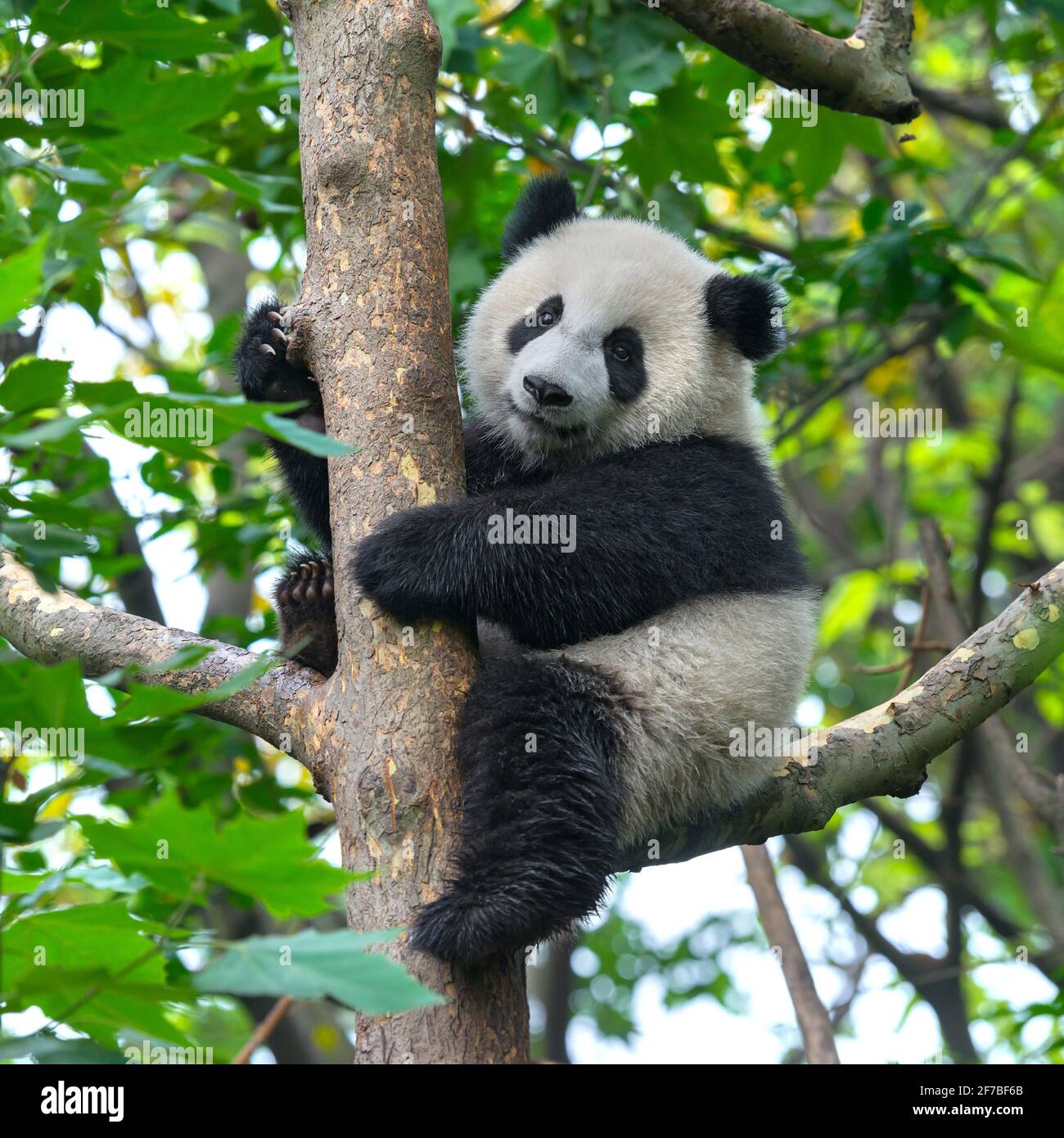 Giant panda bear in tree Stock Photo - Alamy