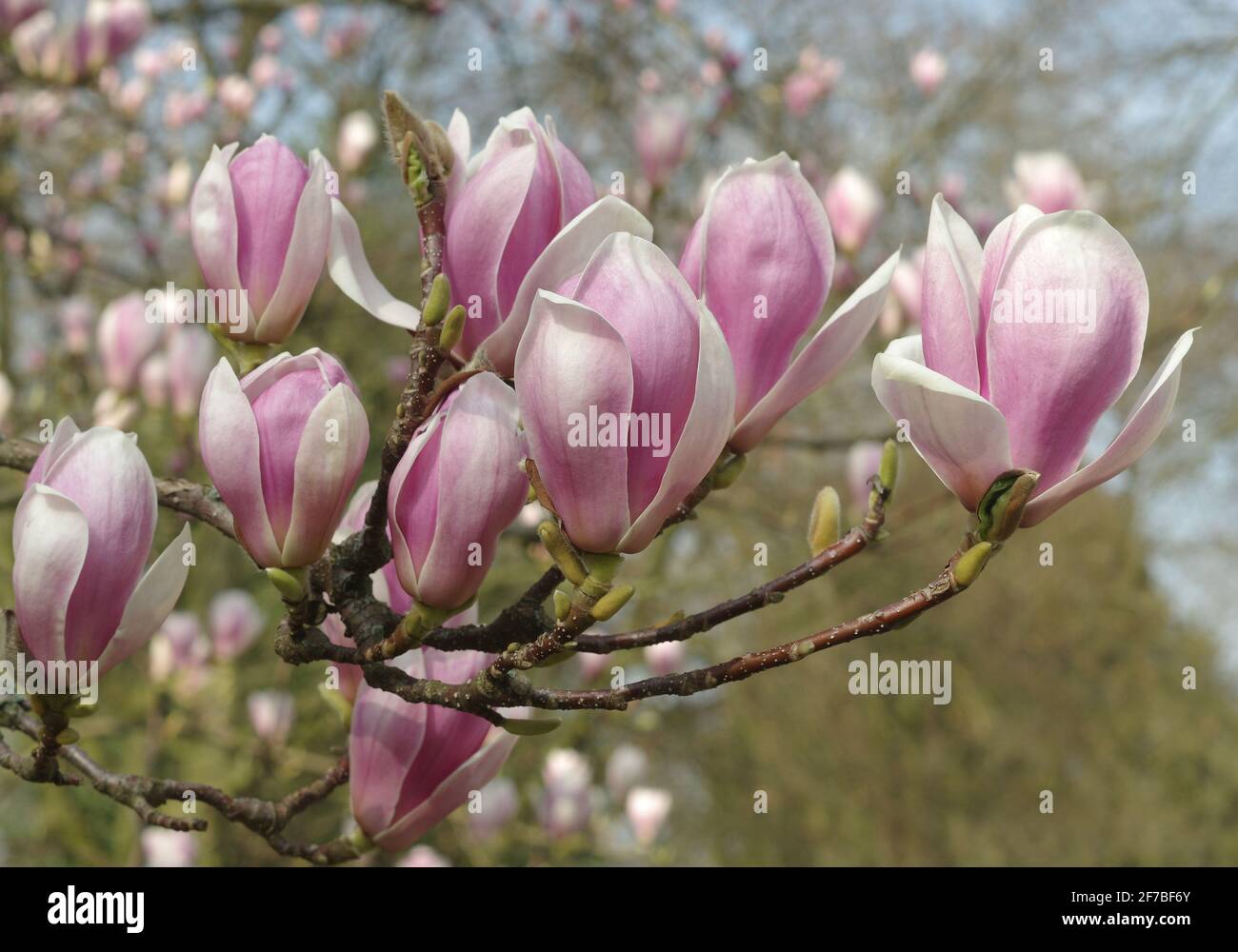 Magnolia tree detail hi-res stock photography and images - Alamy