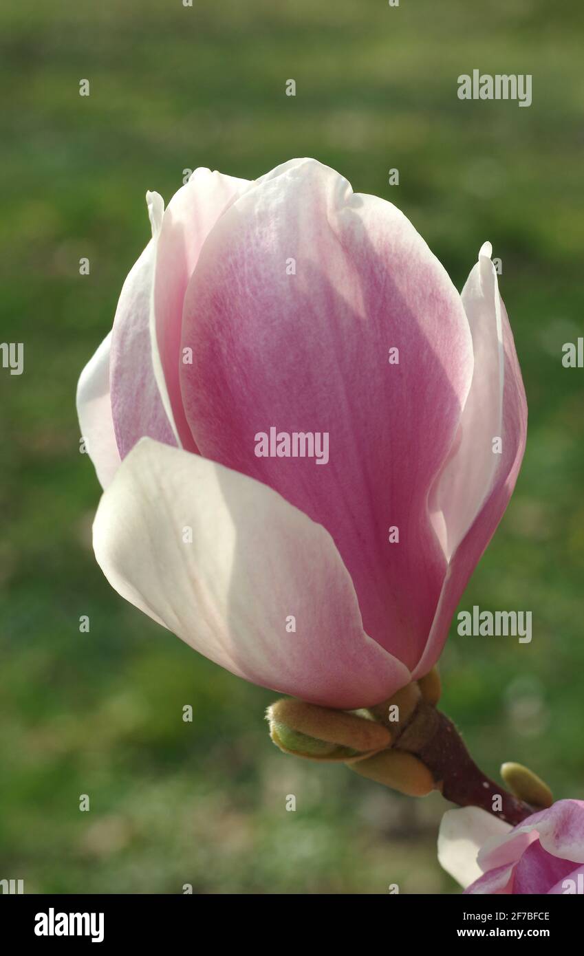Single blossom of a magnolia tree Stock Photo - Alamy