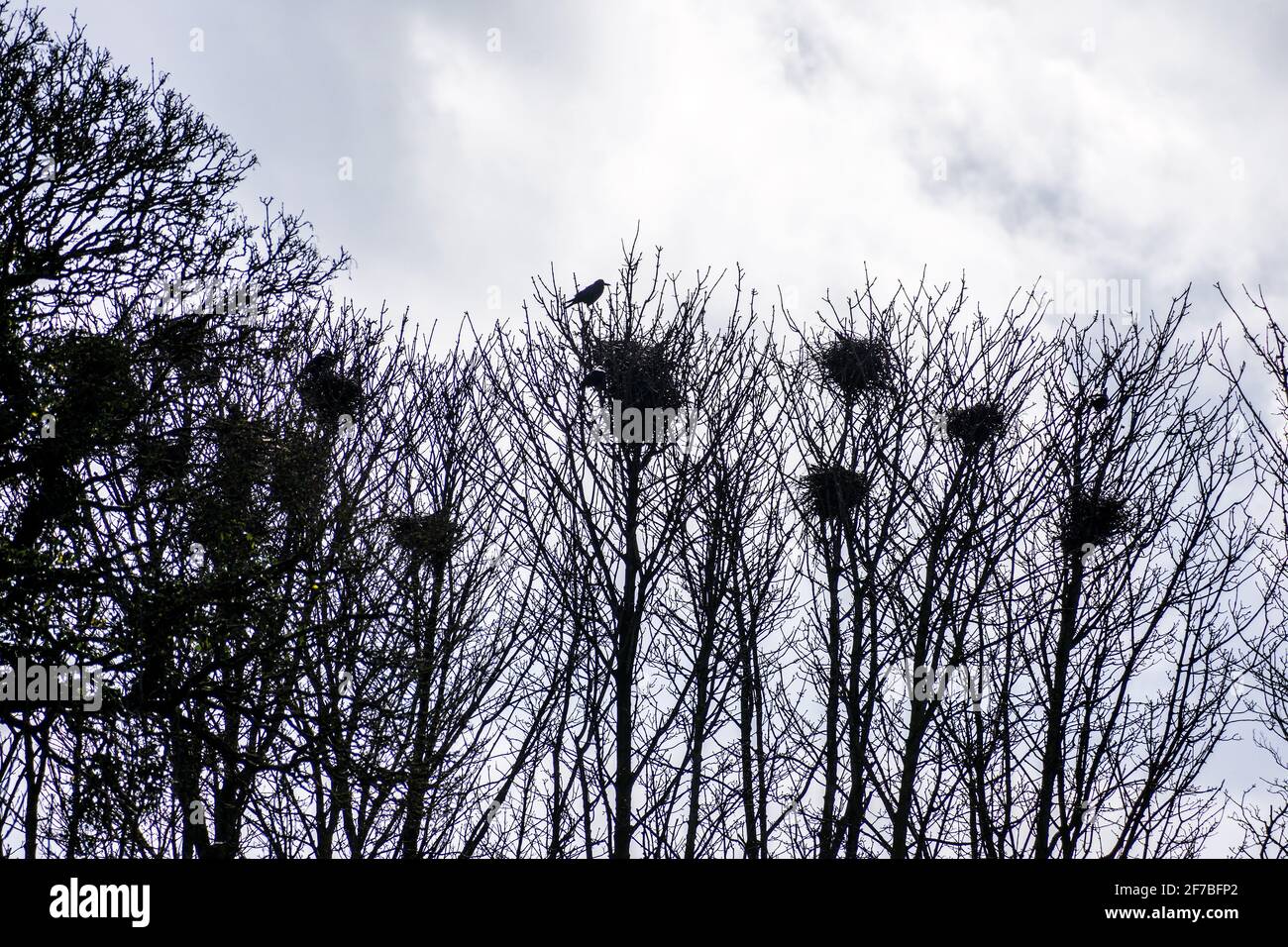 A rookery in the Lancashire countryside, UK Stock Photo - Alamy