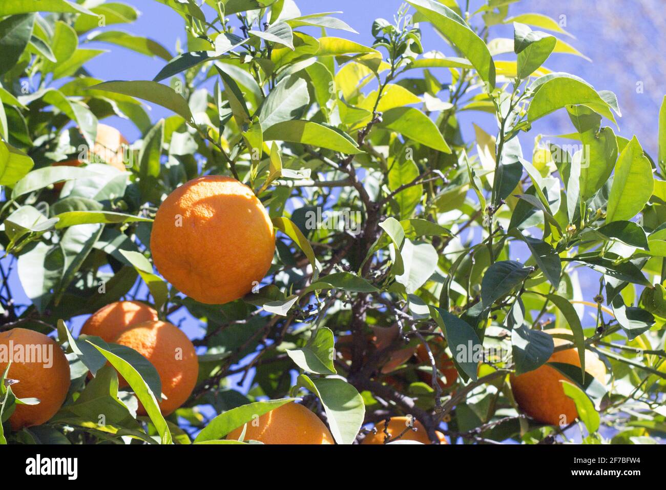 Orange tree in the sun with very green leaves. No people Stock Photo ...