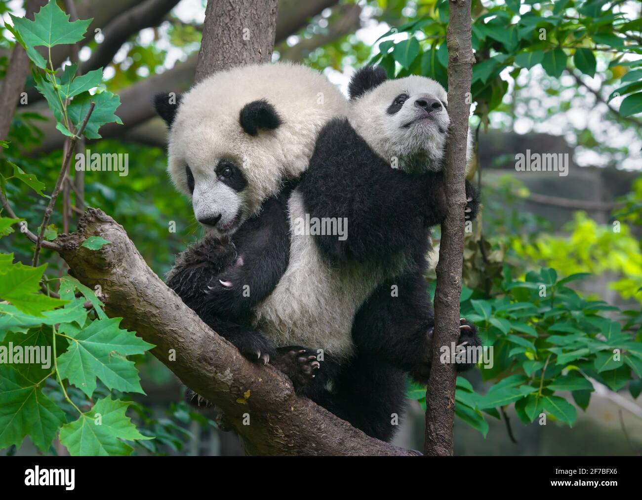 Two playful panda bears in tree Stock Photo - Alamy