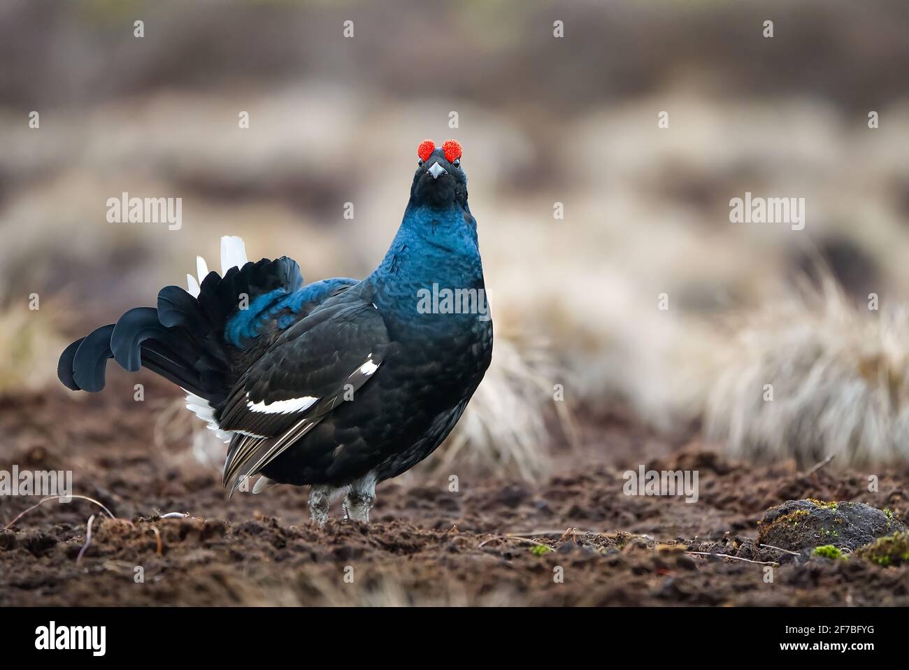 Lekking black grouse on morning swamp. Spring colors of moors with ...