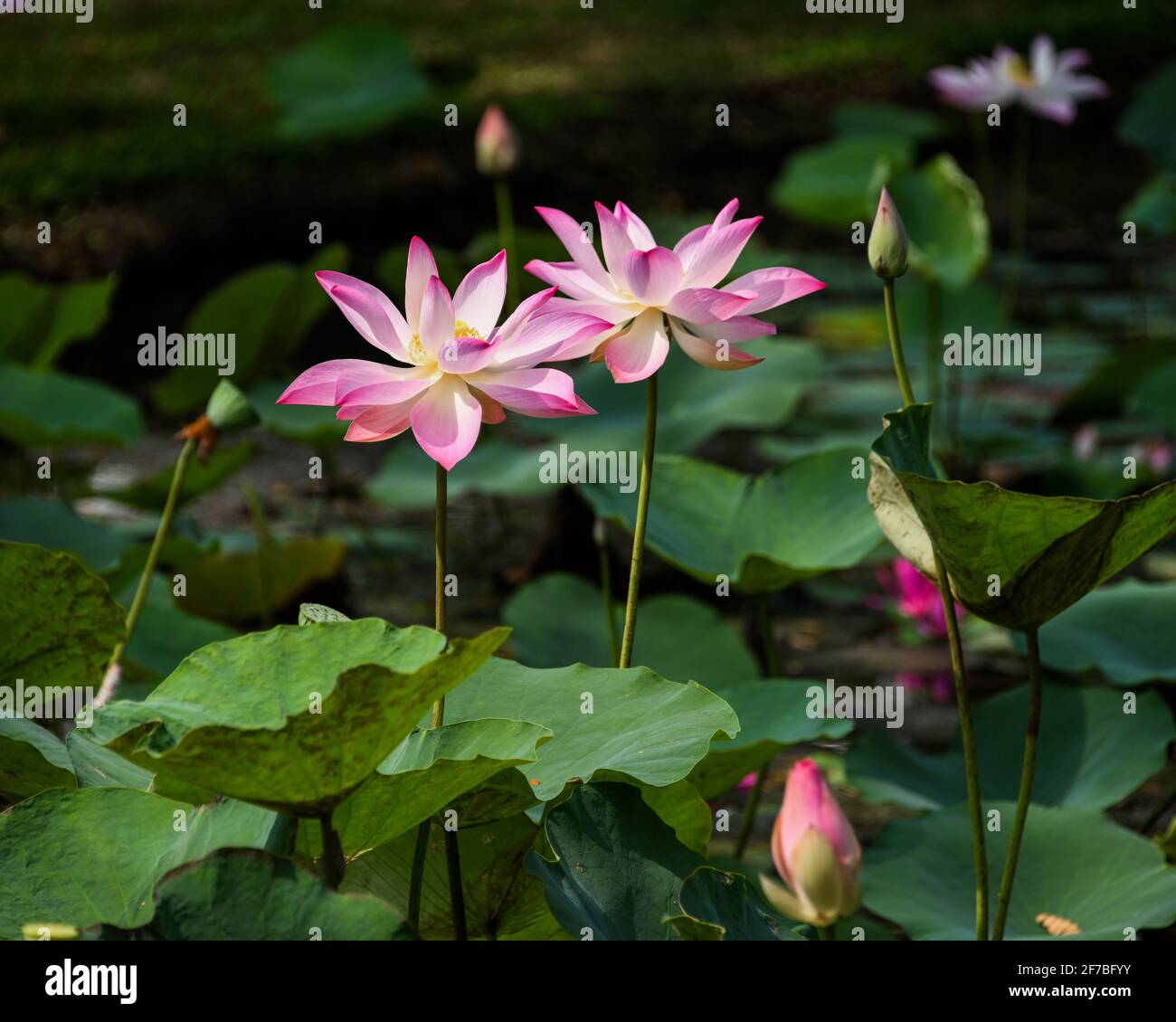 Beautiful scenery at lotus pond hi-res stock photography and images - Alamy