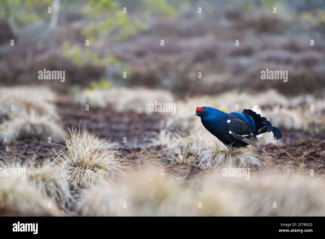 Lekking black grouse on morning swamp. Spring colors of moors with ...
