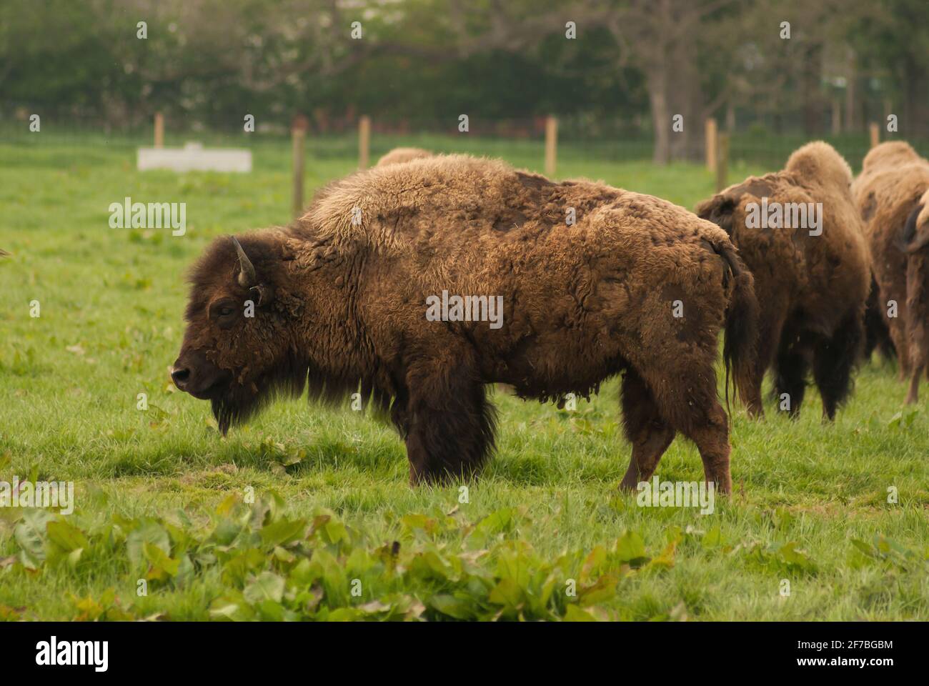 North American bison at the Rhug Estate in Corwen North Wales the ...