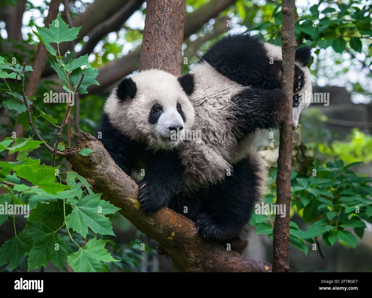 Two playful panda bears in tree Stock Photo - Alamy