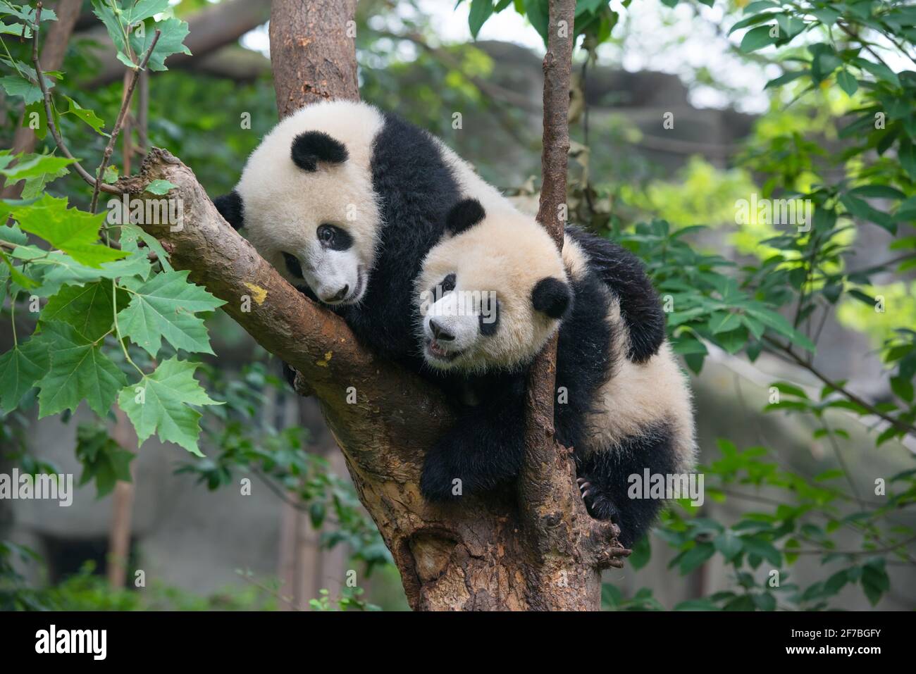 Two playful panda bears in tree Stock Photo - Alamy