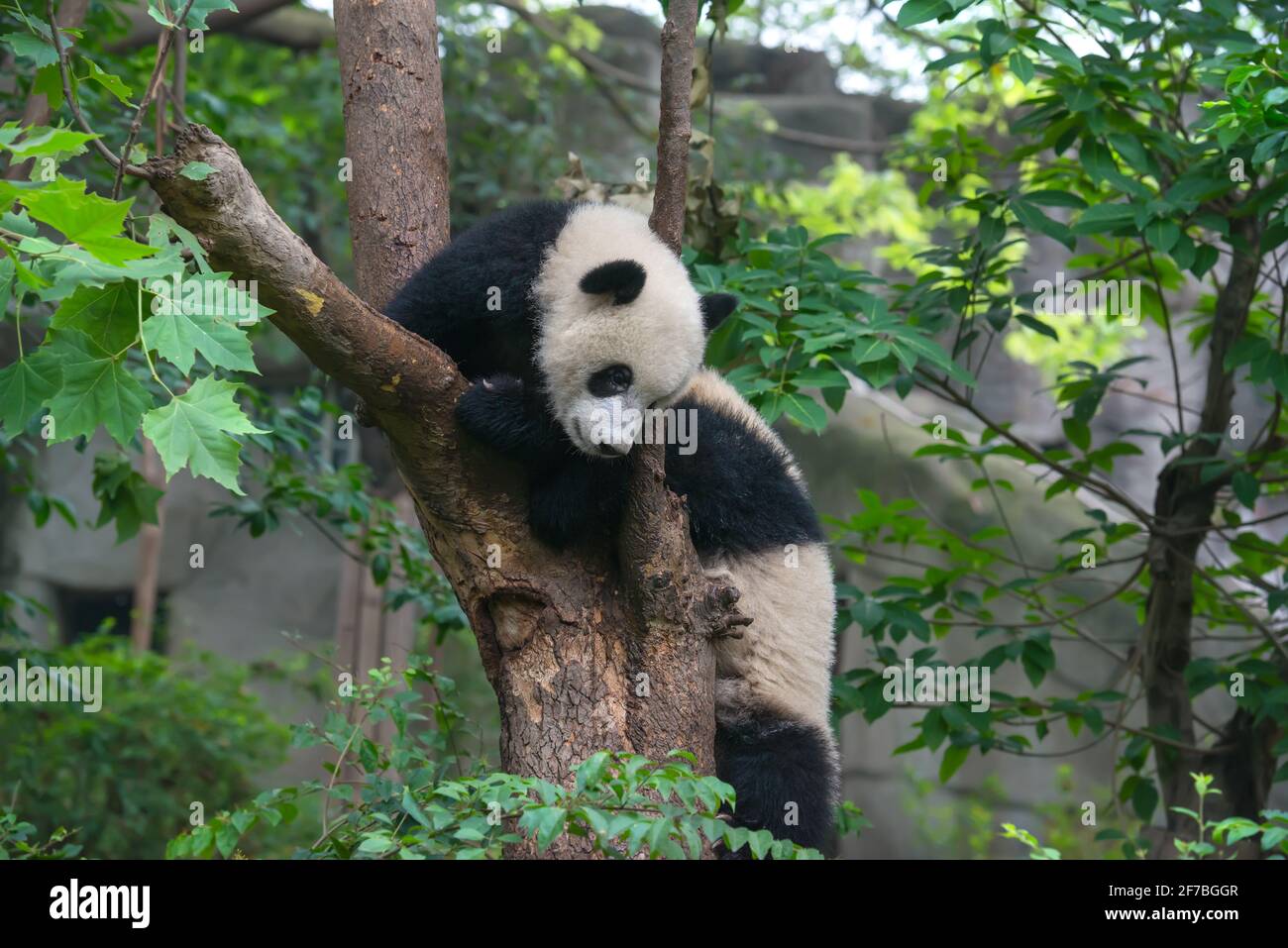 Two playful panda bears in tree Stock Photo - Alamy
