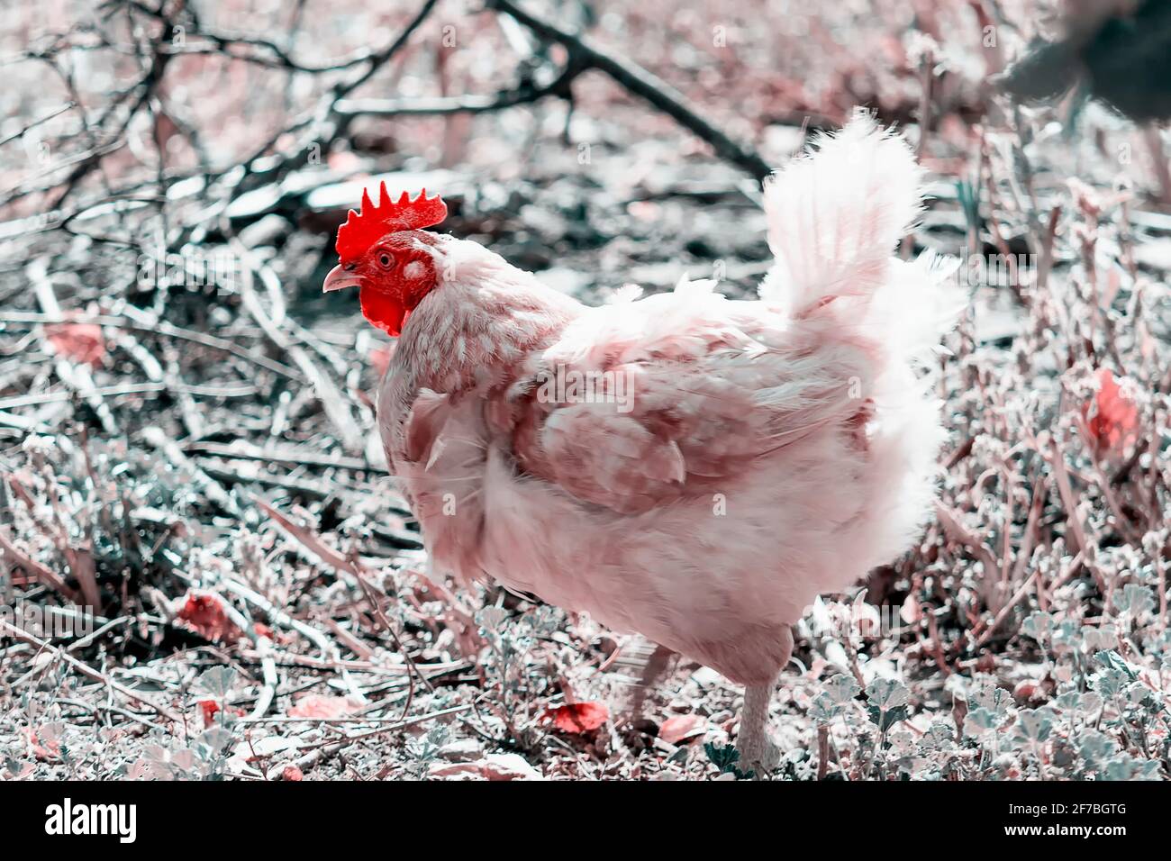 Chicken rooster head side view hi-res stock photography and images - Alamy