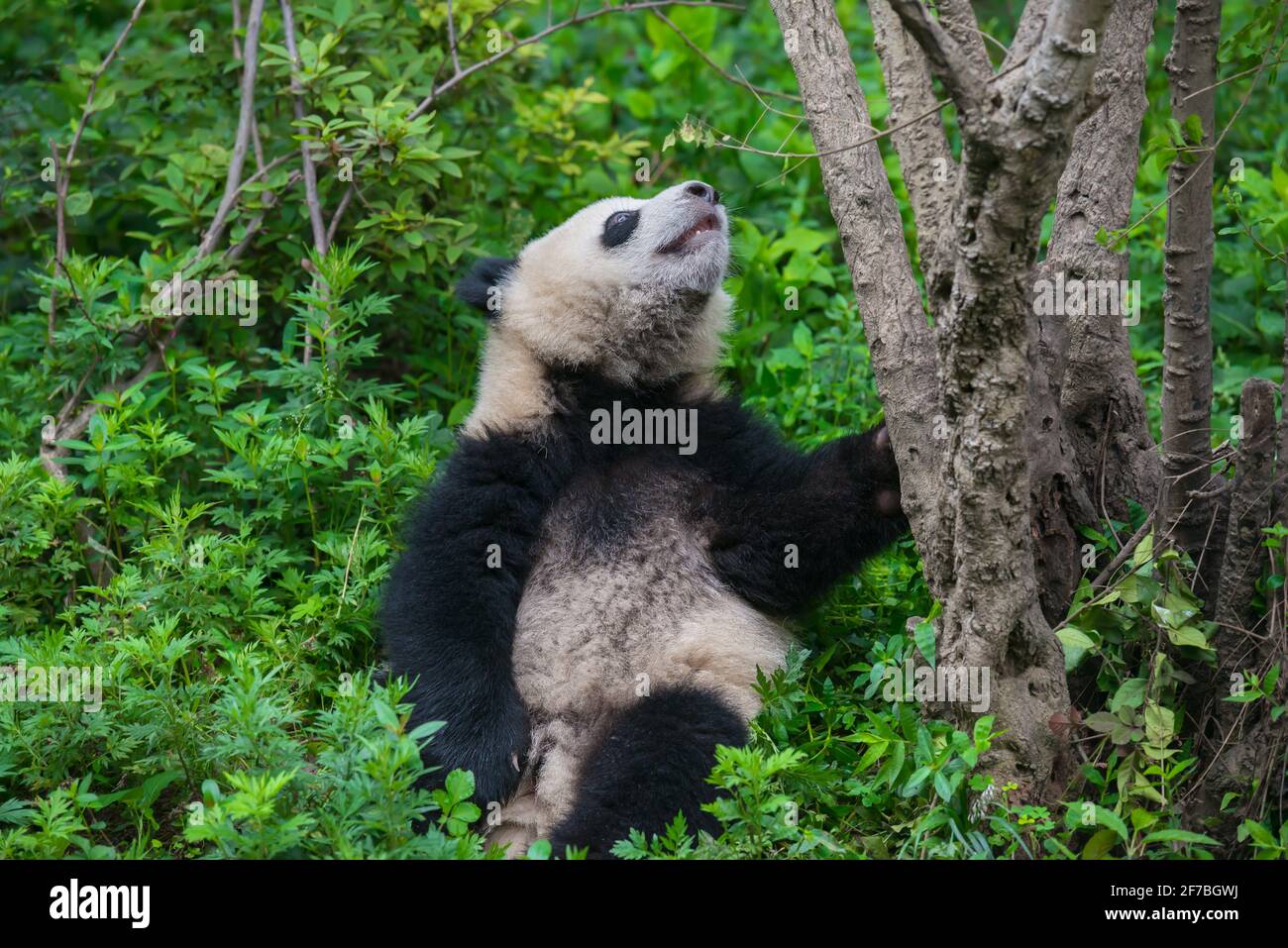 Giant panda running hi-res stock photography and images - Alamy