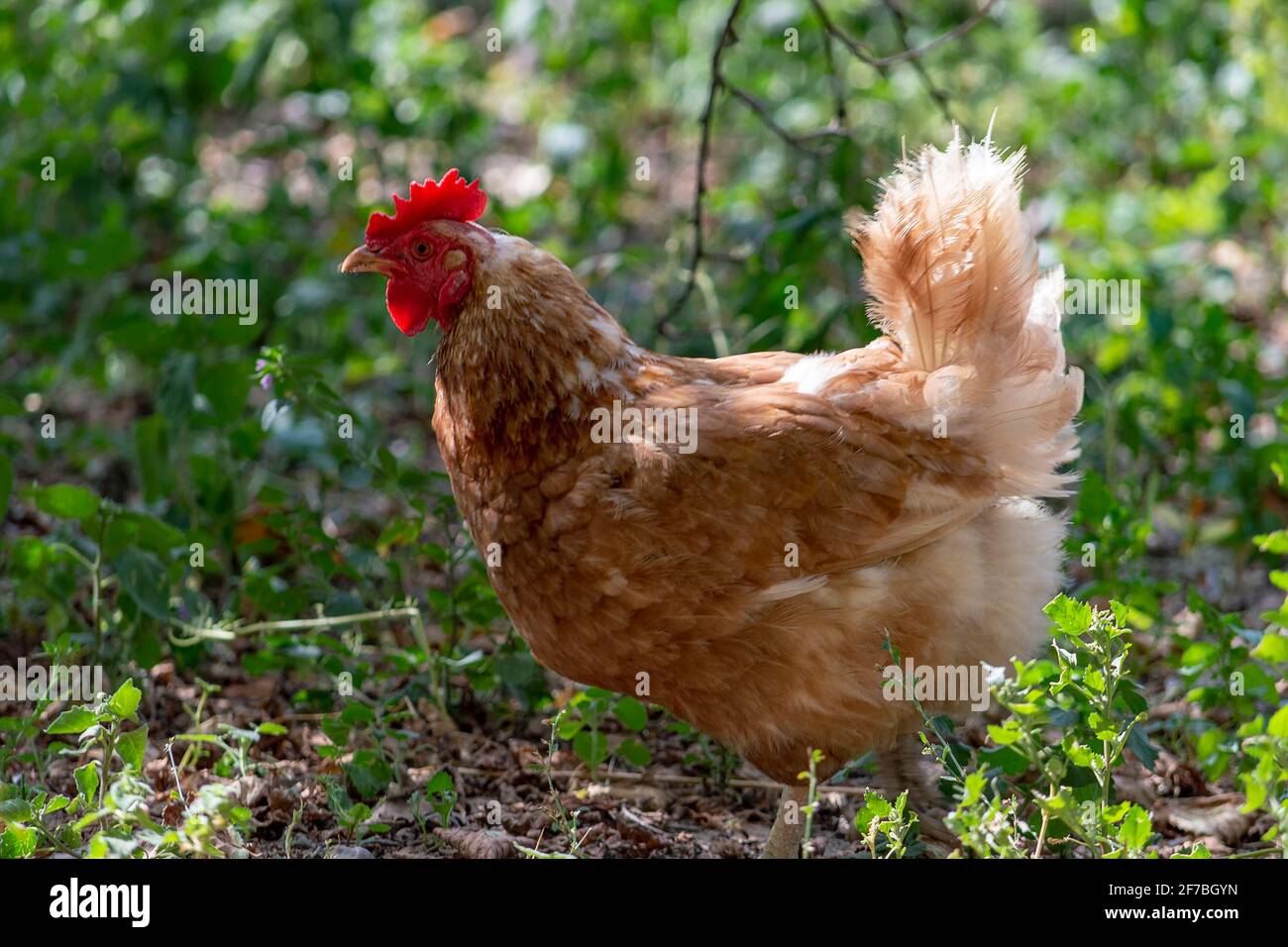 Brown chicken side view head hi-res stock photography and images - Alamy
