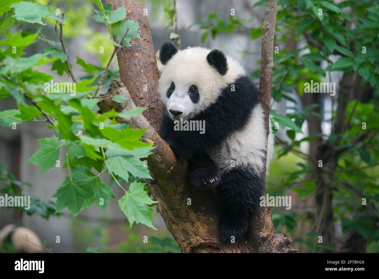 Giant panda bear in tree Stock Photo - Alamy