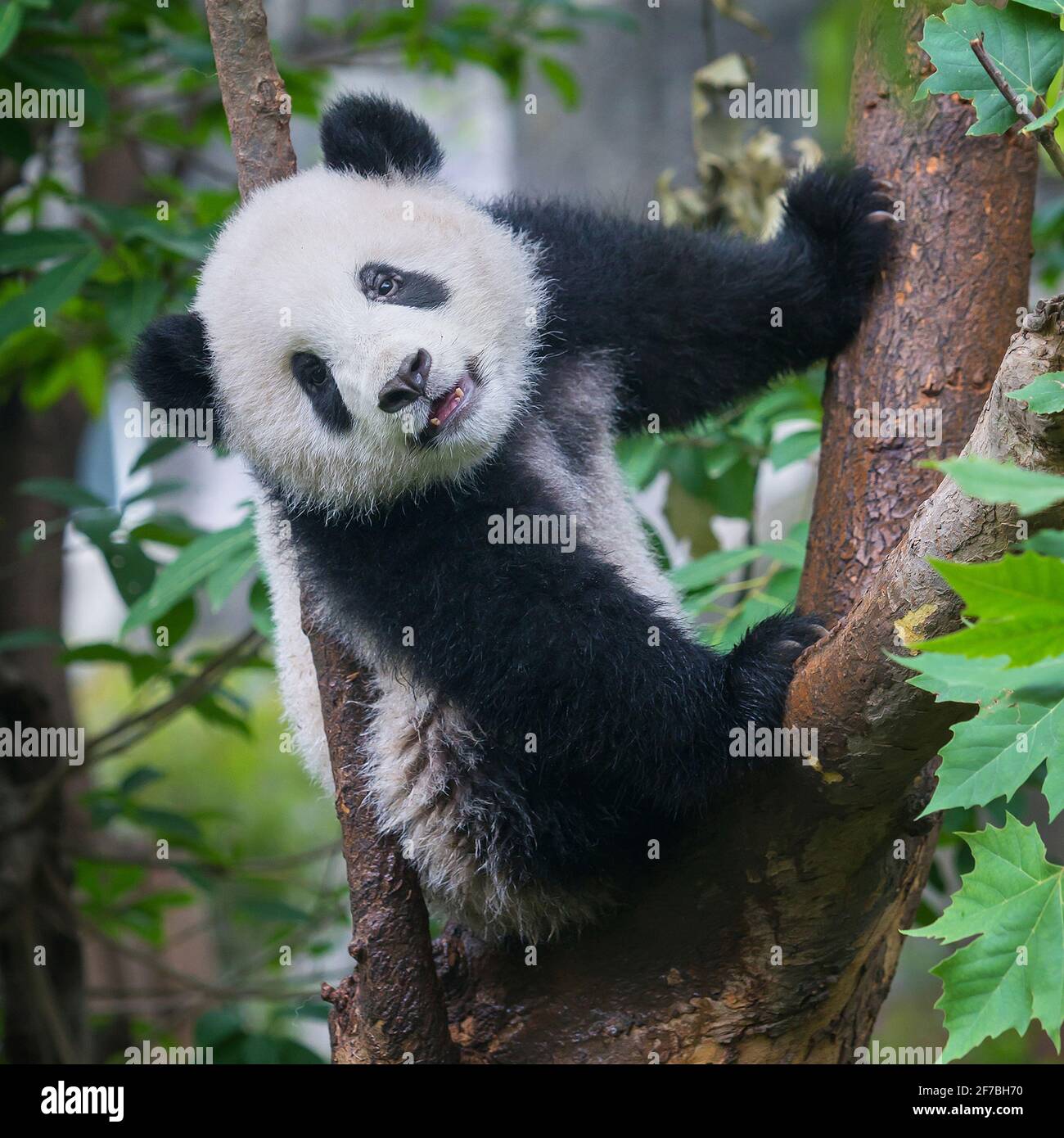 Giant panda bear in tree Stock Photo - Alamy