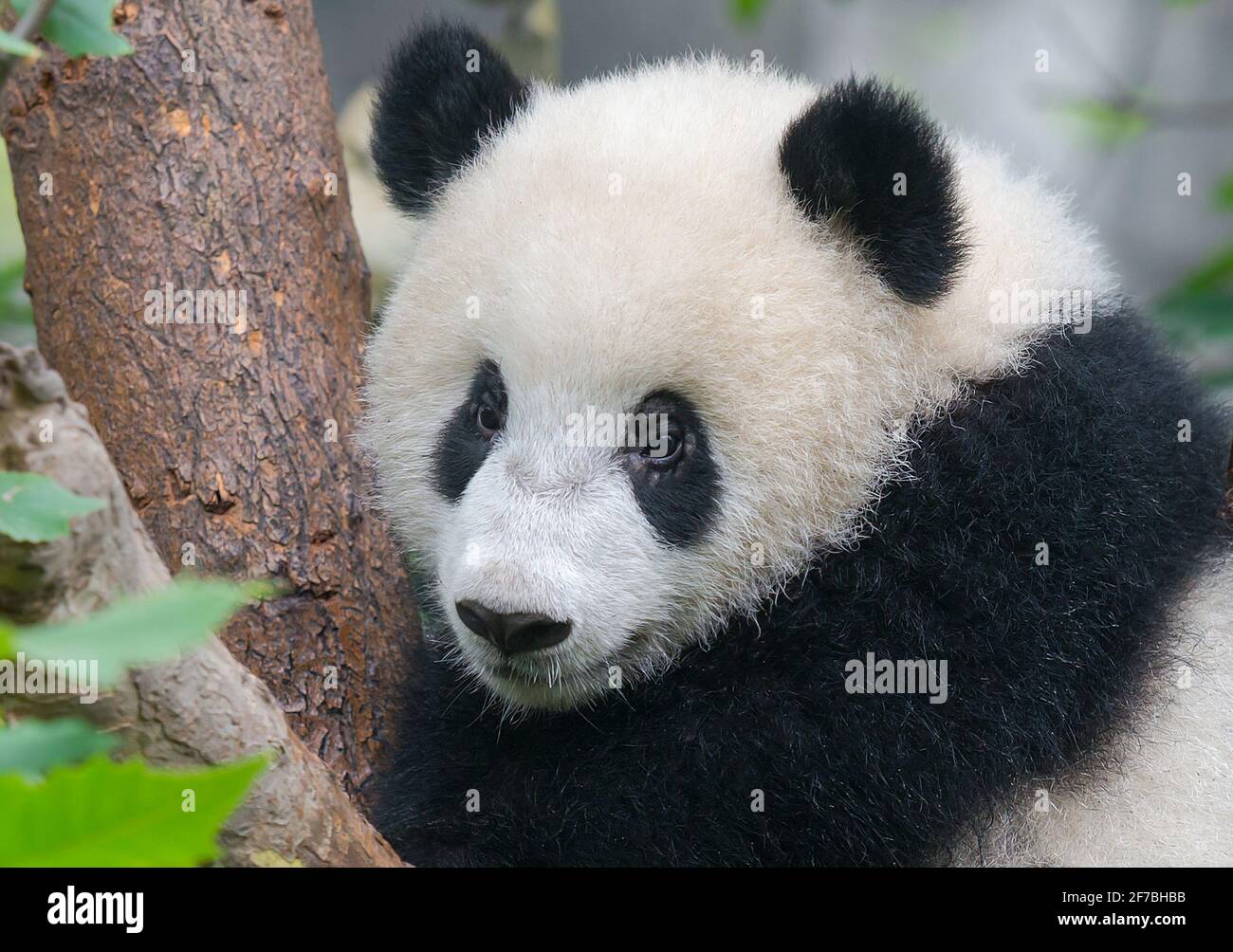 Giant panda bear in tree Stock Photo - Alamy