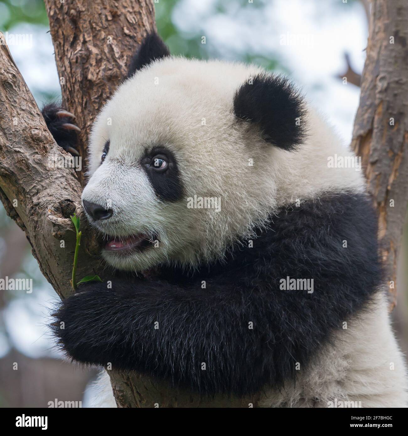 Giant panda bear in tree Stock Photo - Alamy