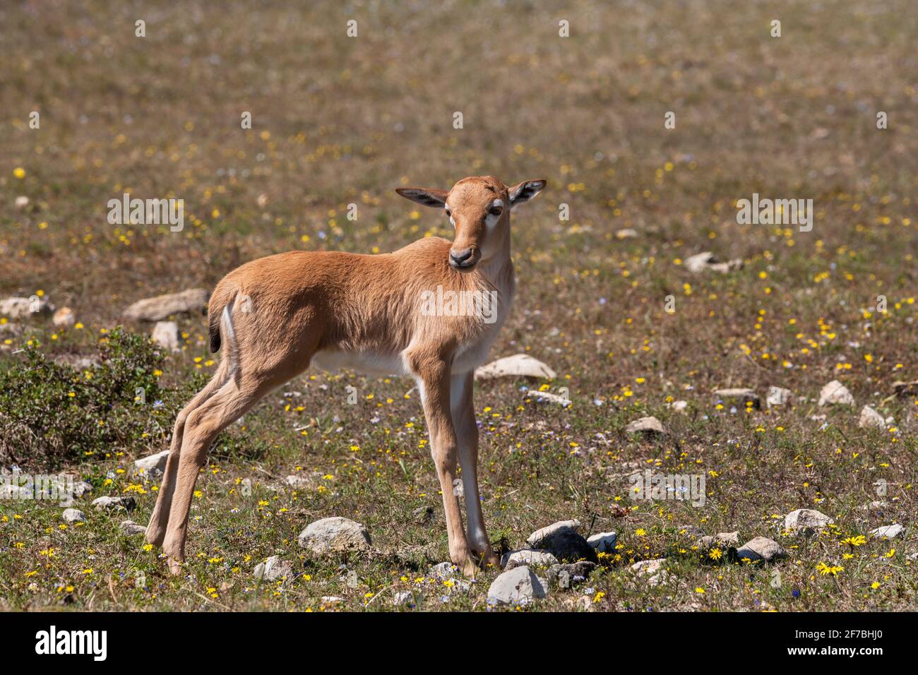 Baby Bontebok