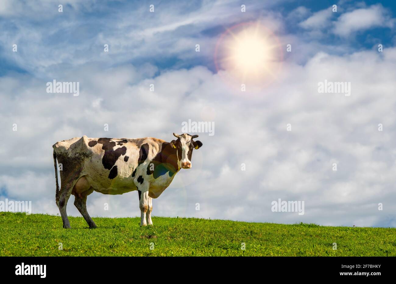 Animal cow bovine nature hi-res stock photography and images - Alamy