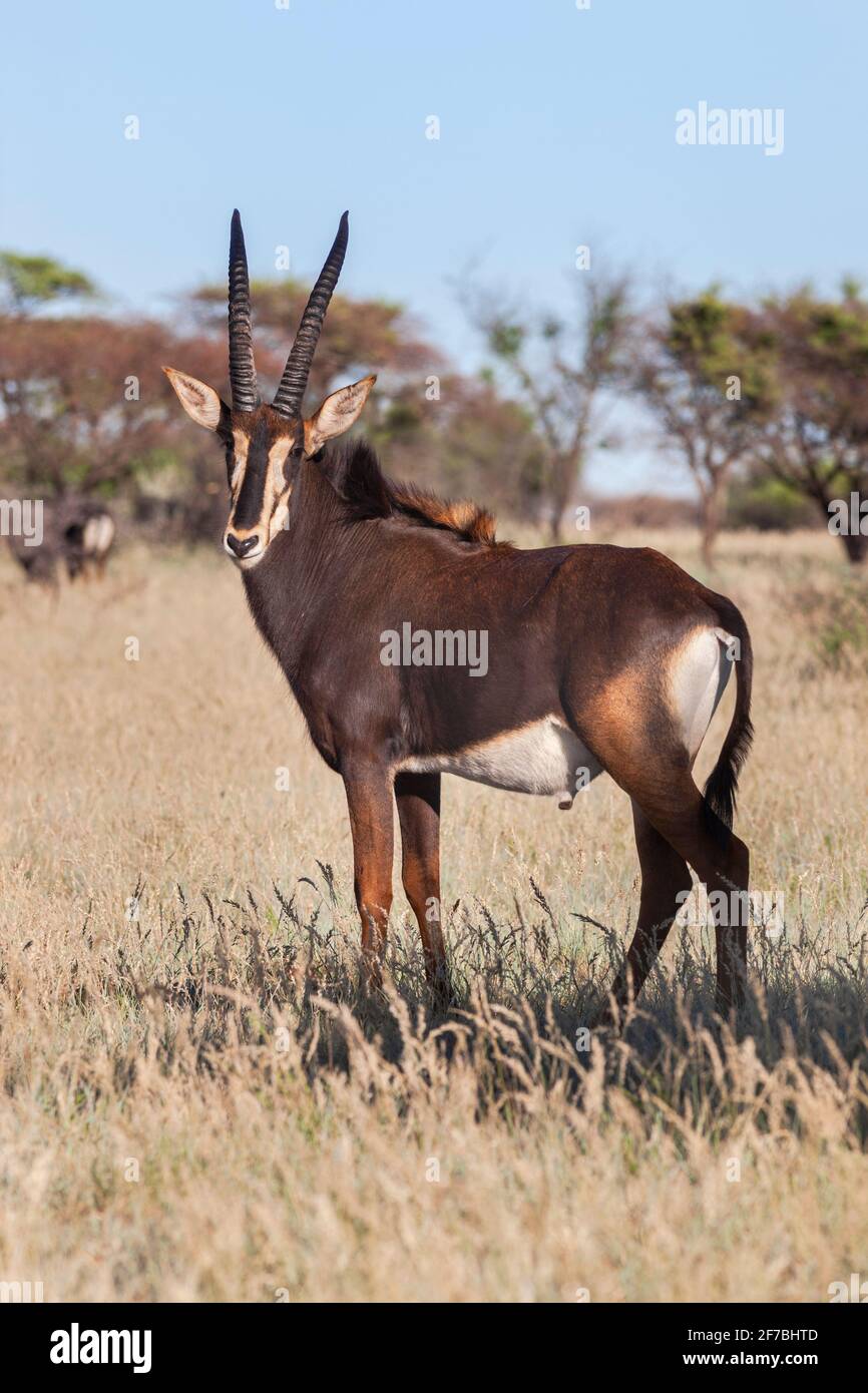 Sable (Hippotragus niger), Dronfield nature reserve, Northern Cape ...