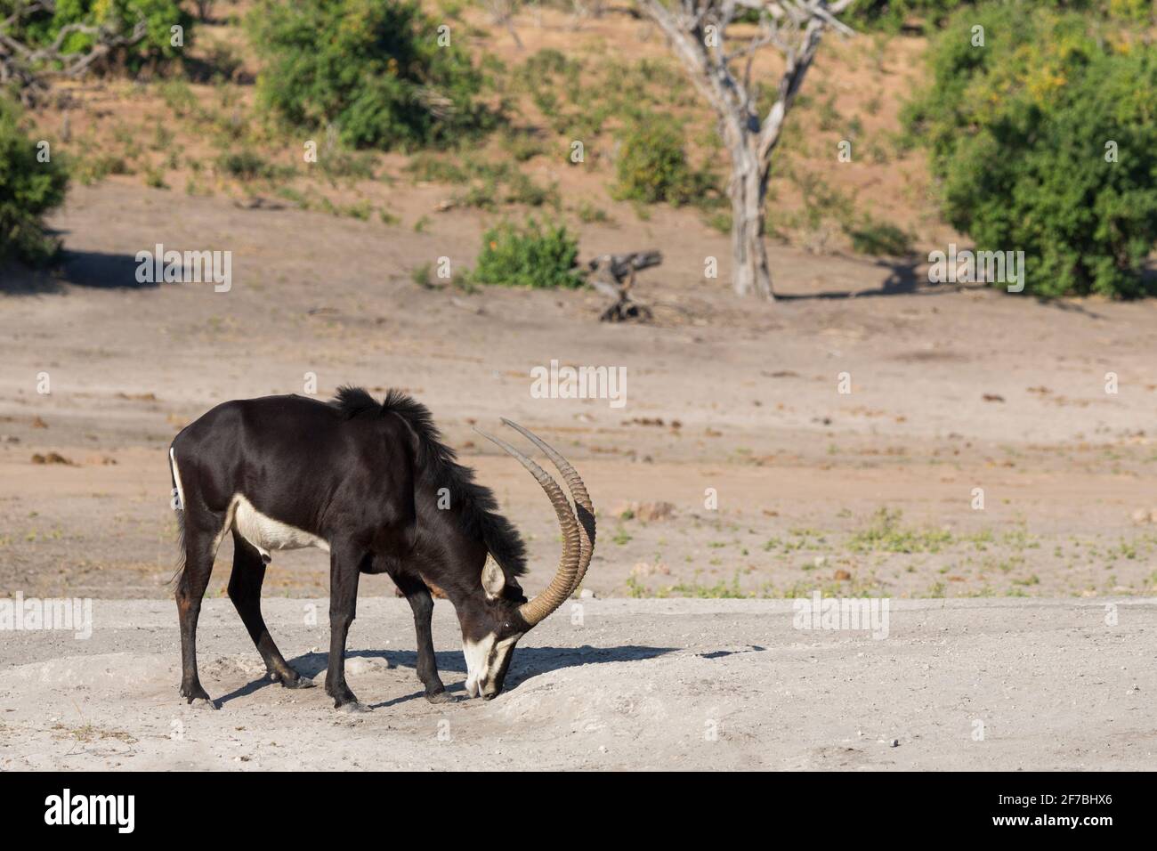 Sable (Hippotragus niger) salt-licking, Chobe national park, Botswana ...