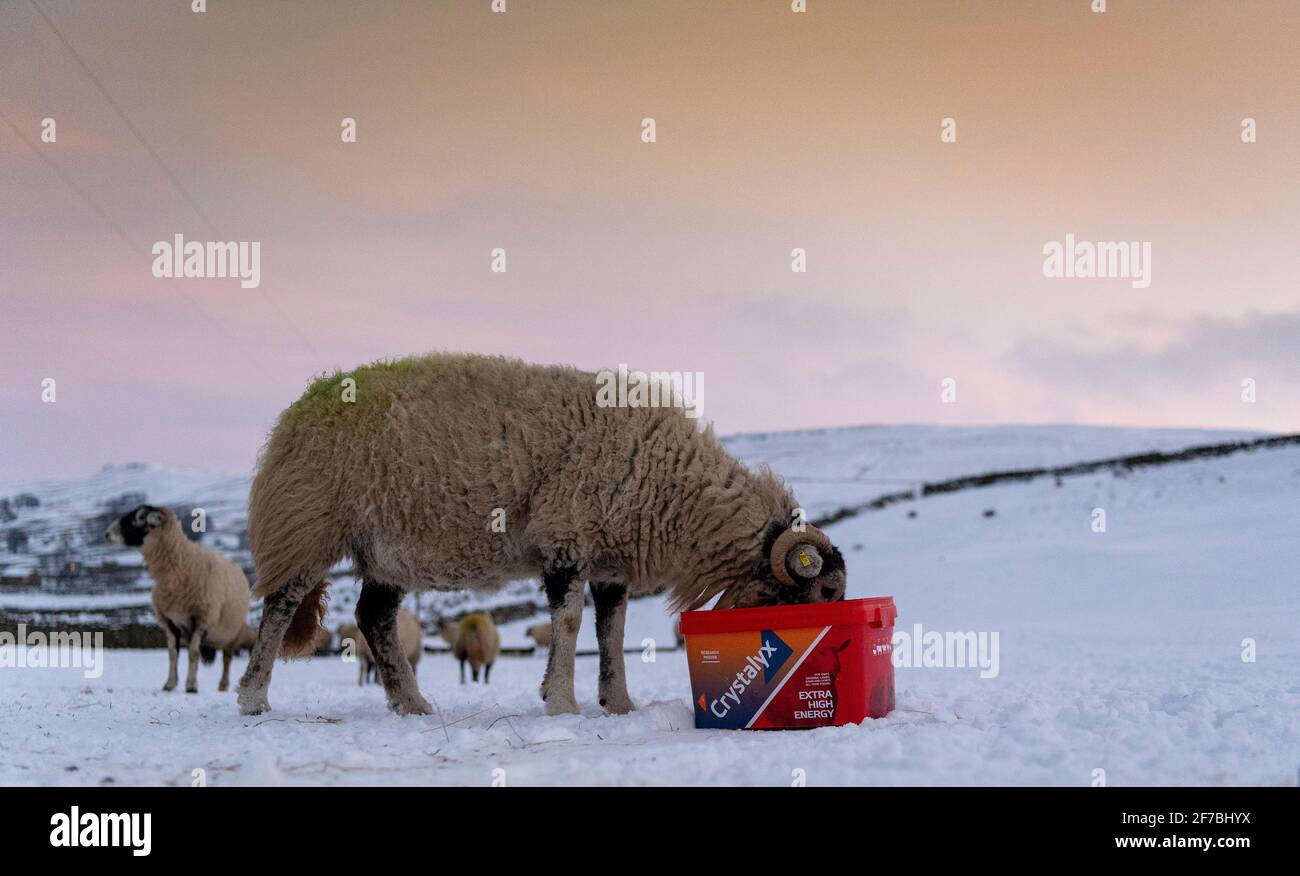 Sheep eating in snow hi-res stock photography and images - Alamy