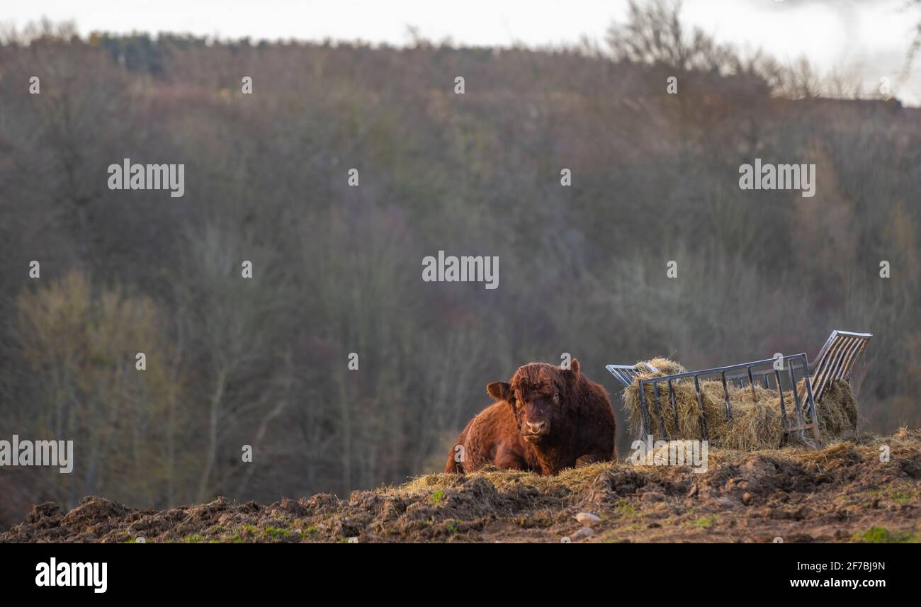 Phil bull hi-res stock photography and images - Alamy