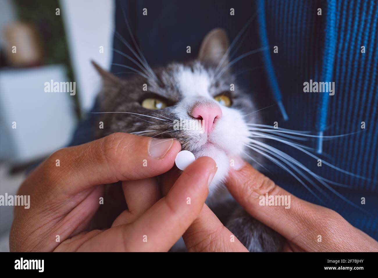 Owner giving a pill to sick cat. Pills for pets. Medicines and vitamins ...