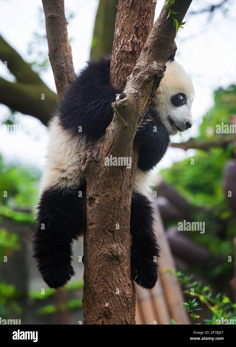Giant panda bear in tree Stock Photo - Alamy