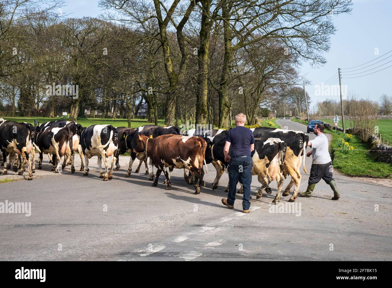 Herding Cows Across Road High Resolution Stock Photography and Images ...