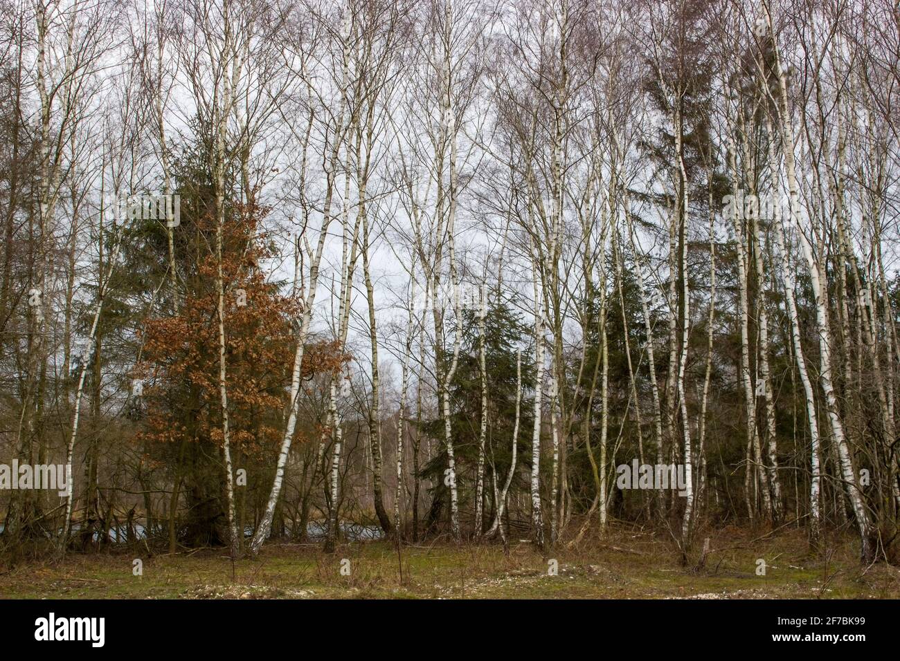 birch trees - National Park Maasduinen in the Netherlands Stock Photo ...