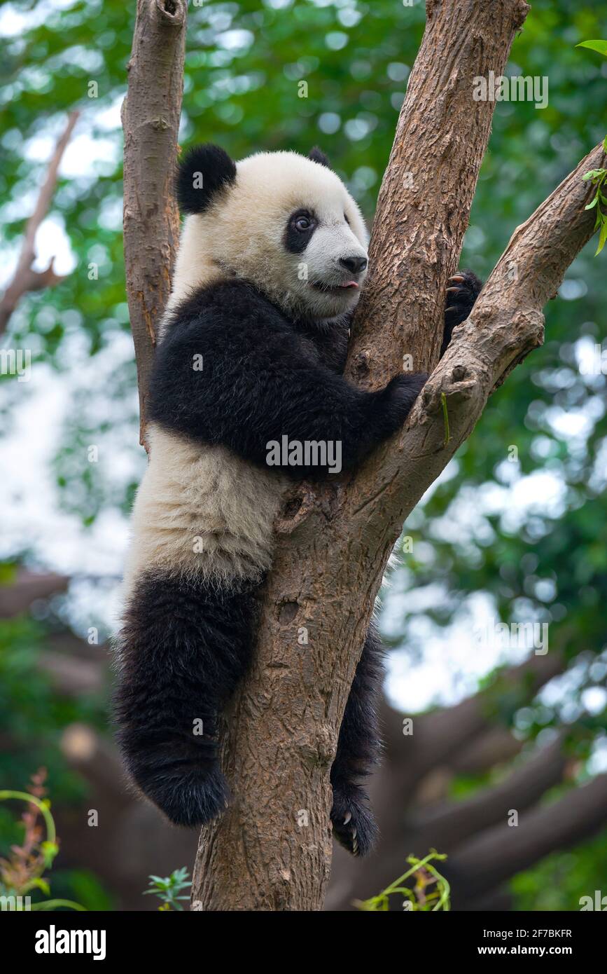Giant panda bear in tree Stock Photo - Alamy