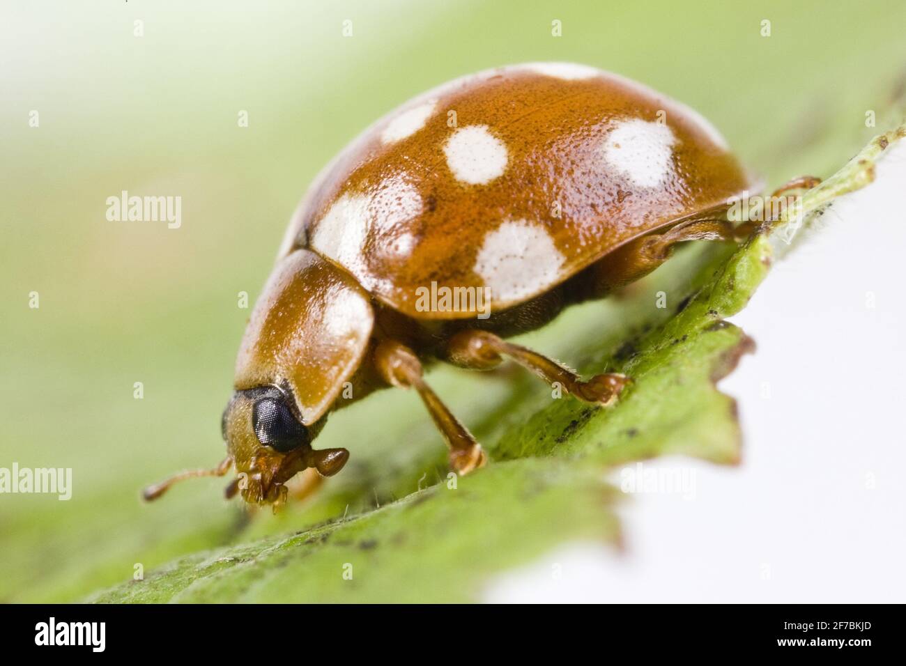 Cream-spot ladybird, Cream spot ladybird, Cream Spotted Lady-beetle ...