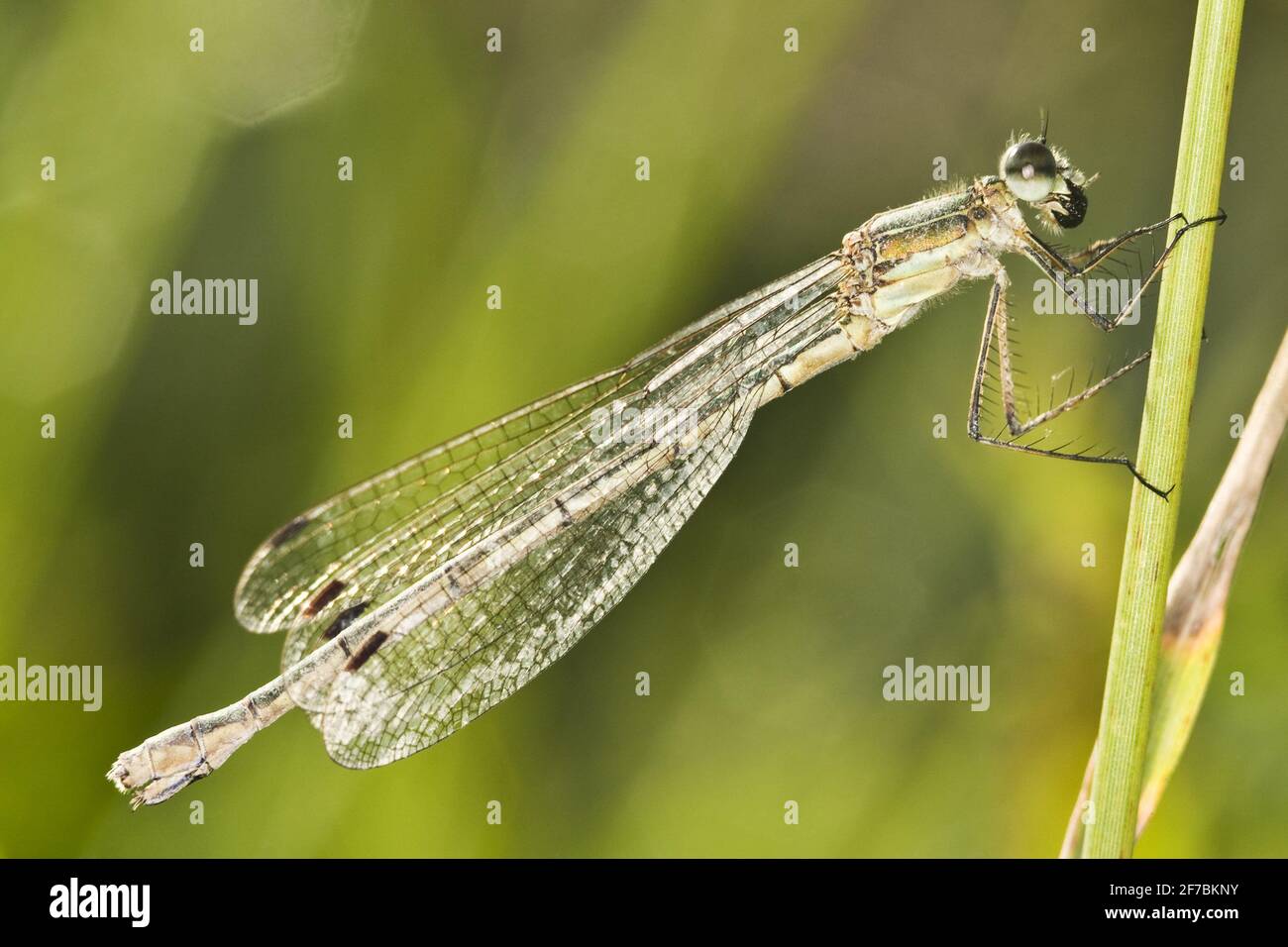 Common blue damselfly, Common bluet damselfly (Enallagma cyathigera ...