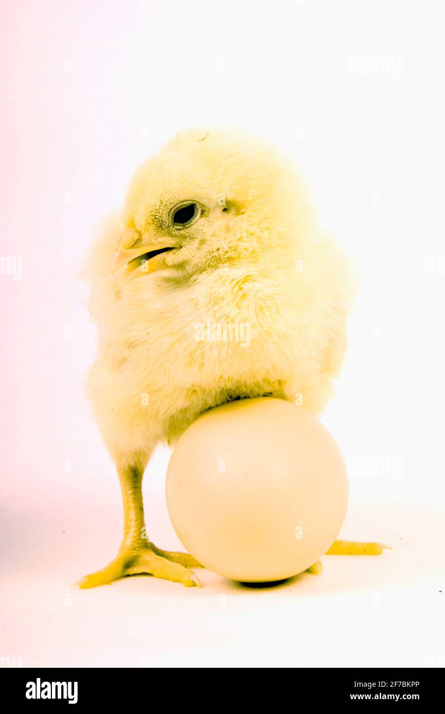 domestic fowl (Gallus gallus f. domestica), chick and egg Stock Photo ...