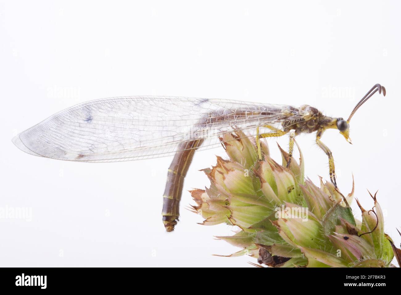 European antlion (Euroleon nostras), sits on an infructescence, Germany ...
