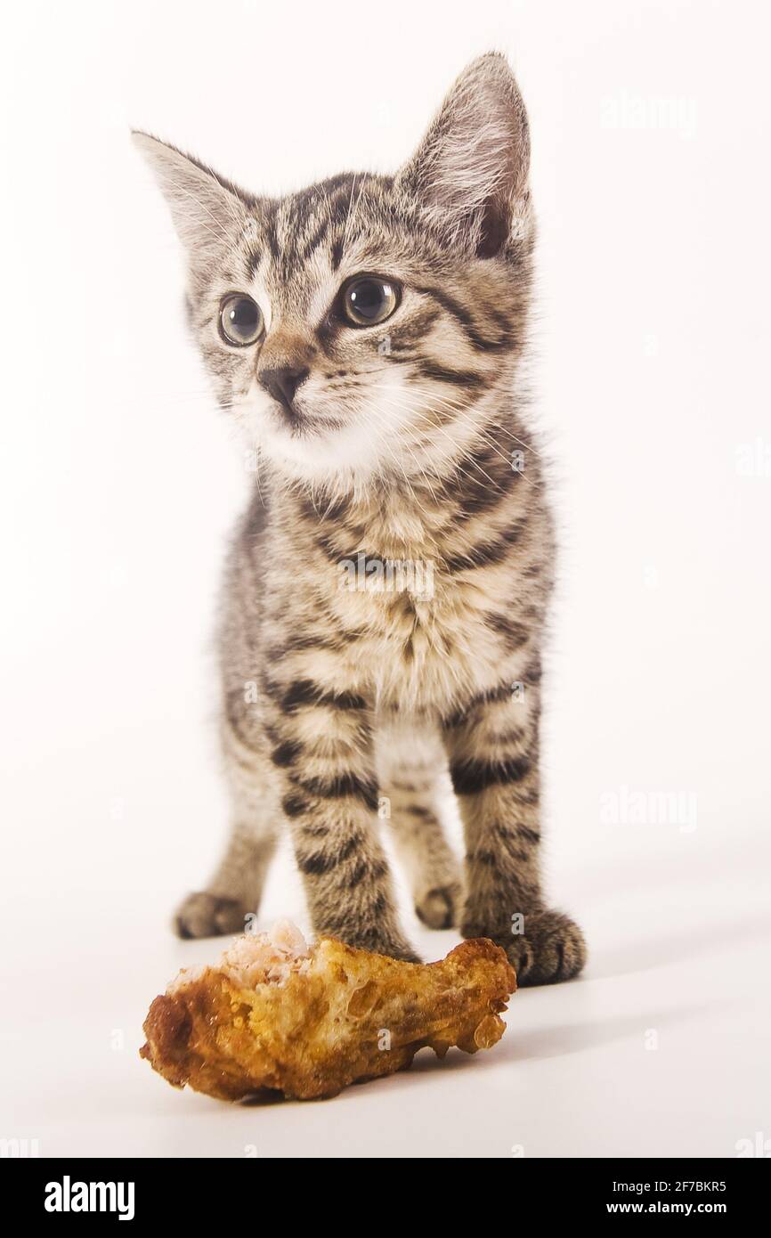 domestic cat, house cat (Felis silvestris f. catus), kitten with ...