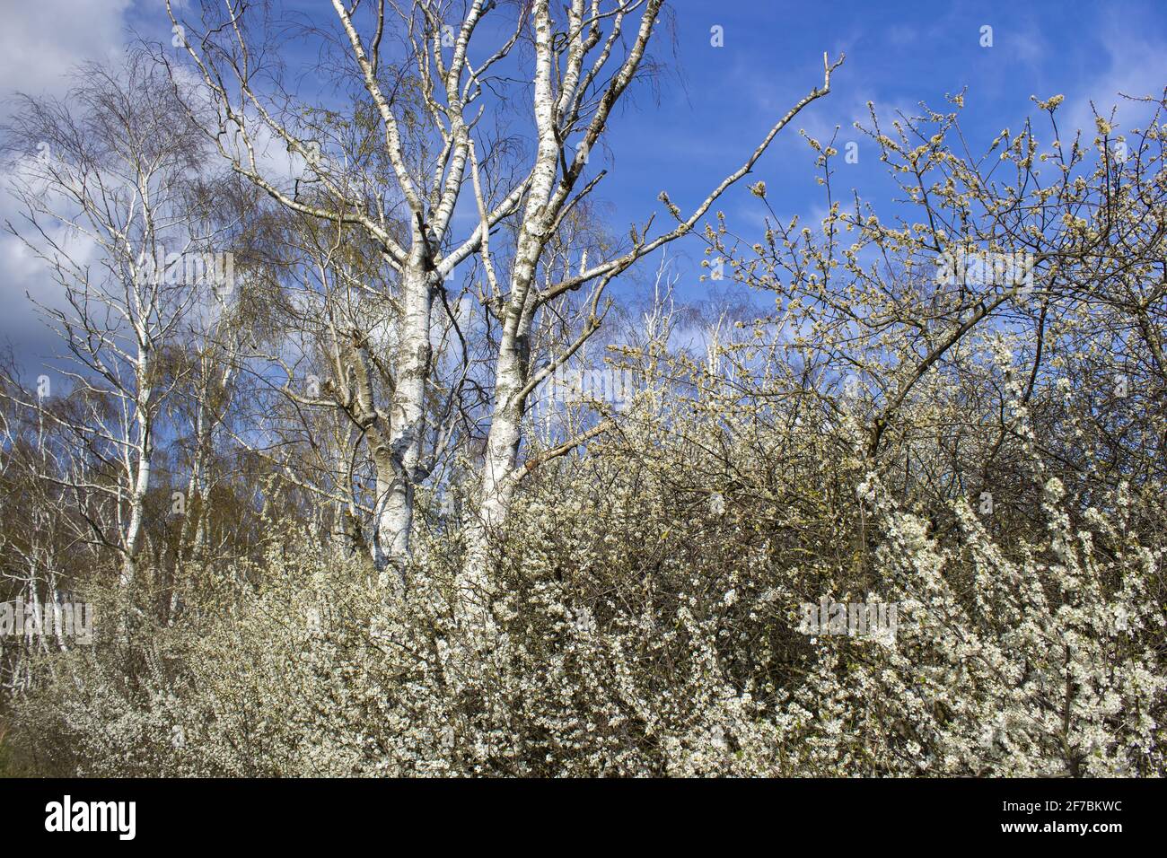 German countryside landscape with birch trees and bush, Lower Rhine ...