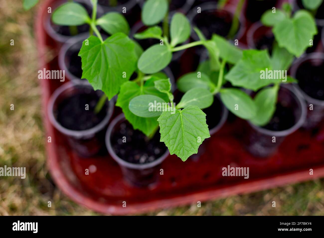 Commercial Cucumber Growing High Resolution Stock Photography and ...