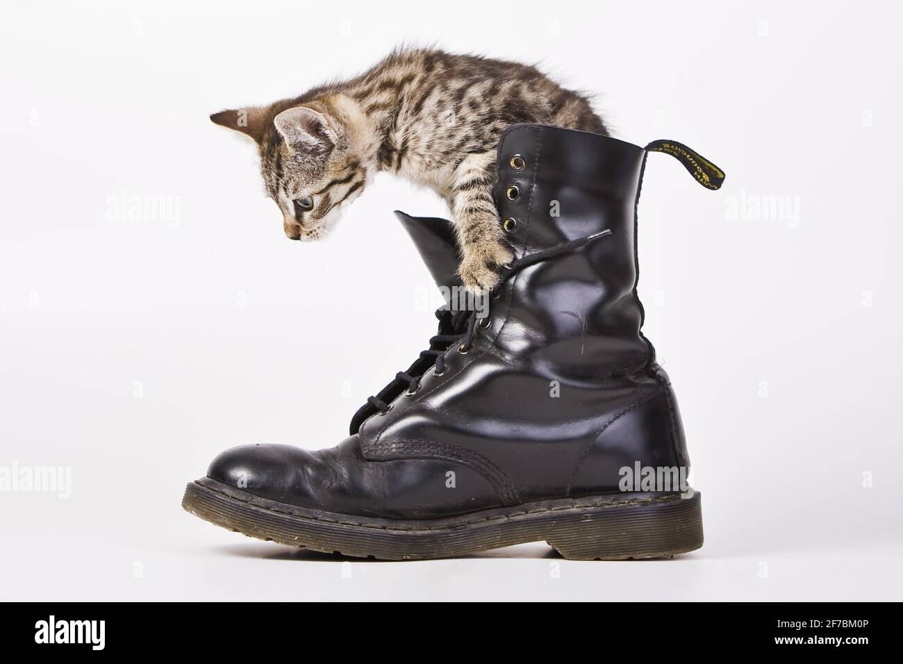 Cat in boots hi-res stock photography and images - Alamy